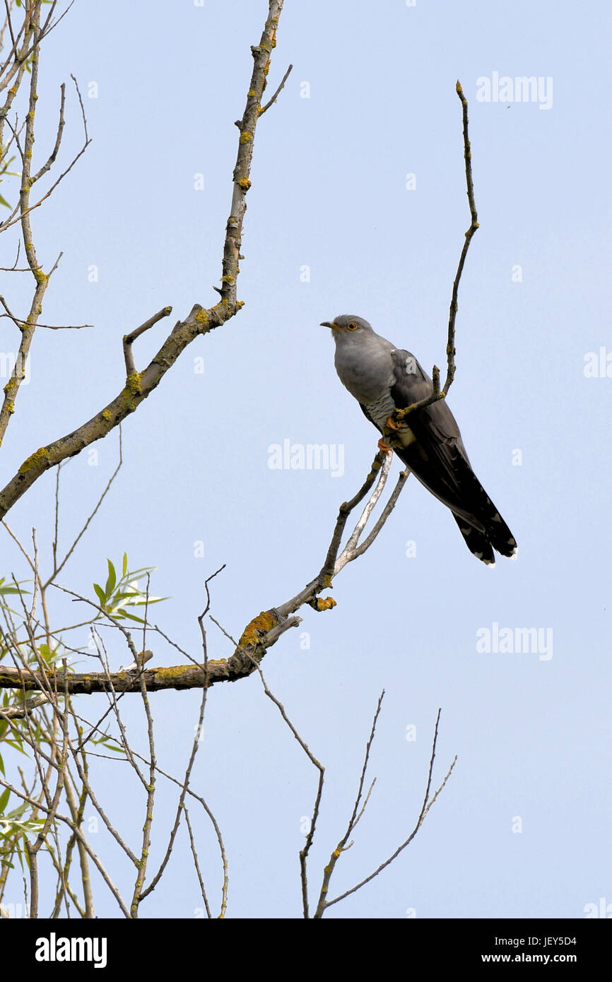 Cuckoo sky hi-res stock photography and images - Alamy