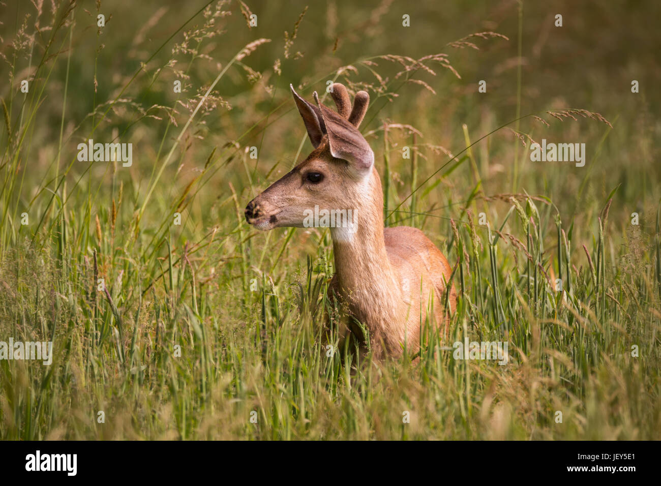 Deer tall grass hi-res stock photography and images - Alamy