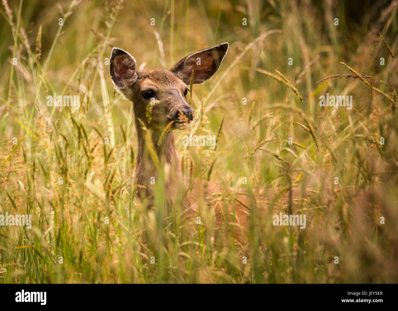 Young deer standing in hi-res stock photography and images - Alamy