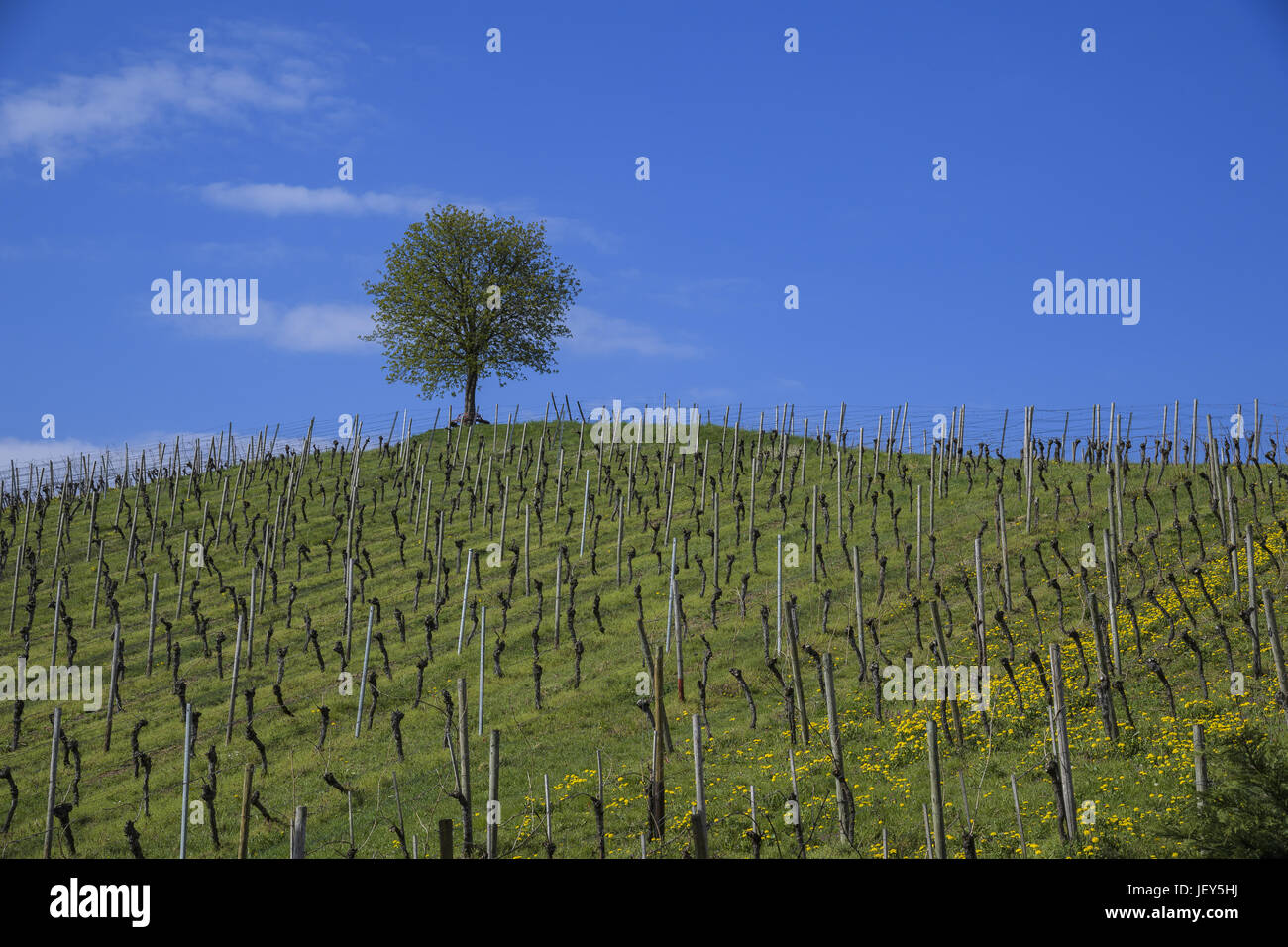 Tree on a vineyard Stock Photo - Alamy