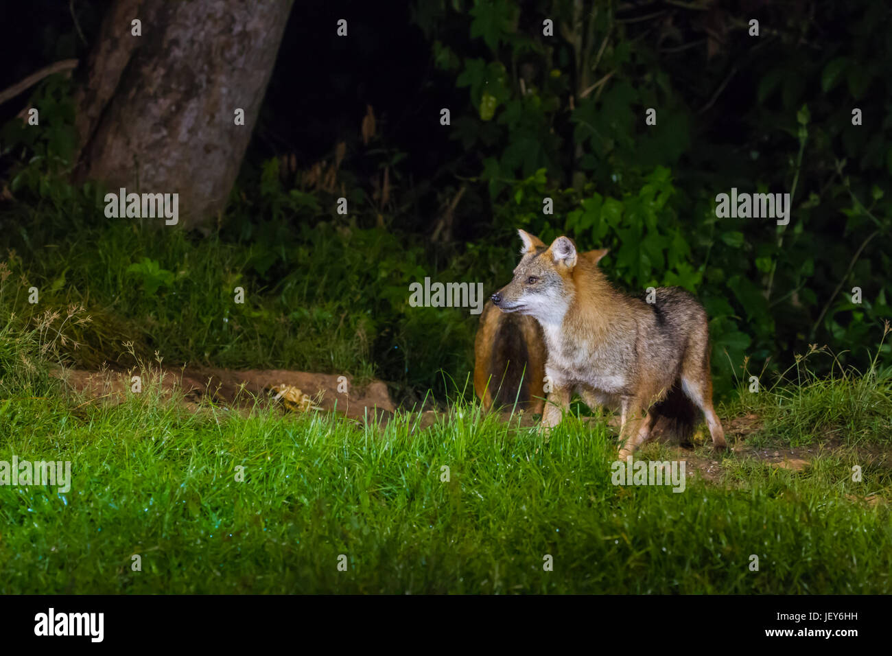 Golden Jackal or fox at nigth in nature Stock Photo - Alamy