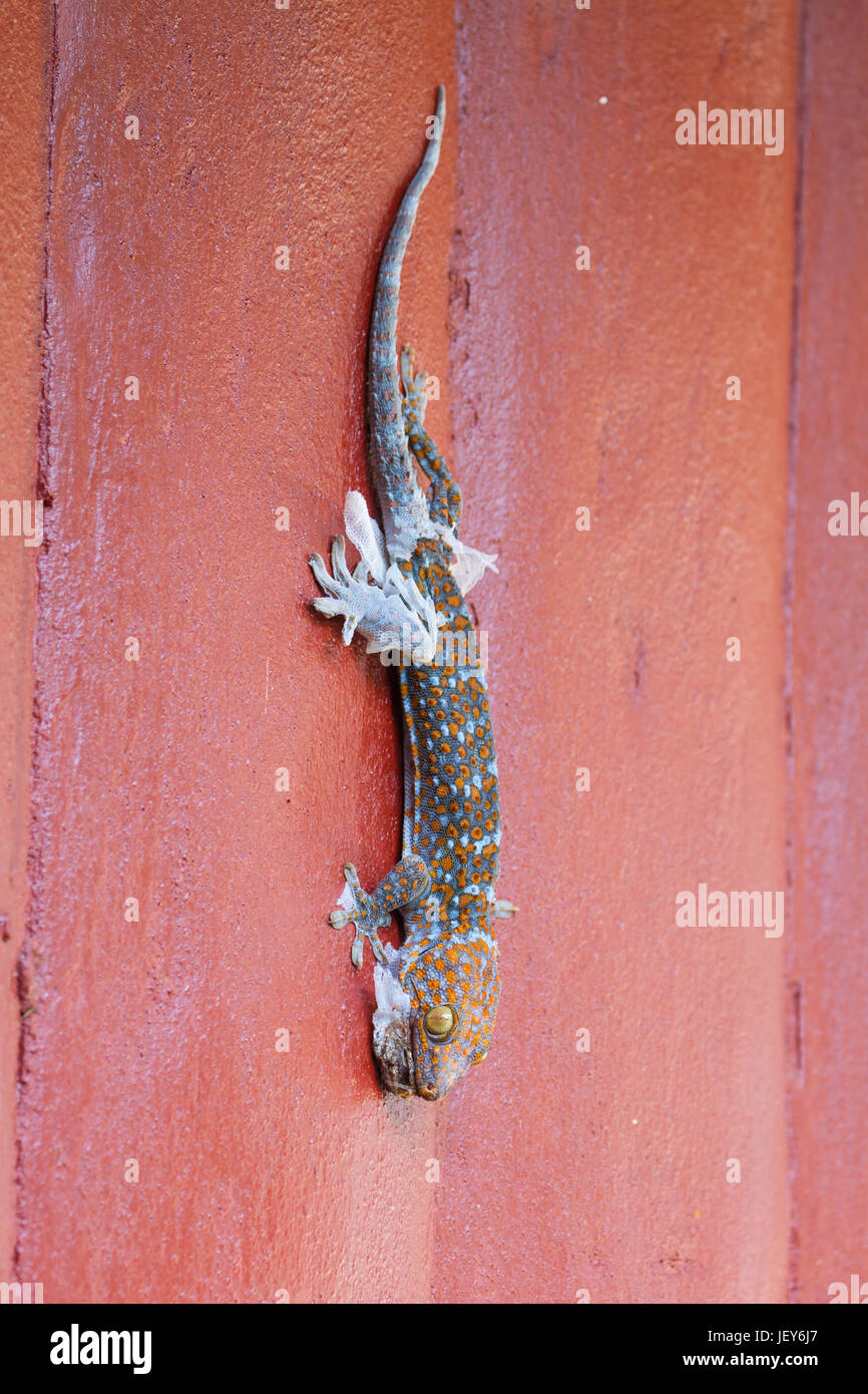 gecko molting off the old skin on wall Stock Photo - Alamy