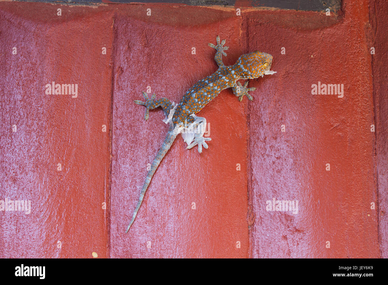 gecko molting off the old skin on wall Stock Photo - Alamy