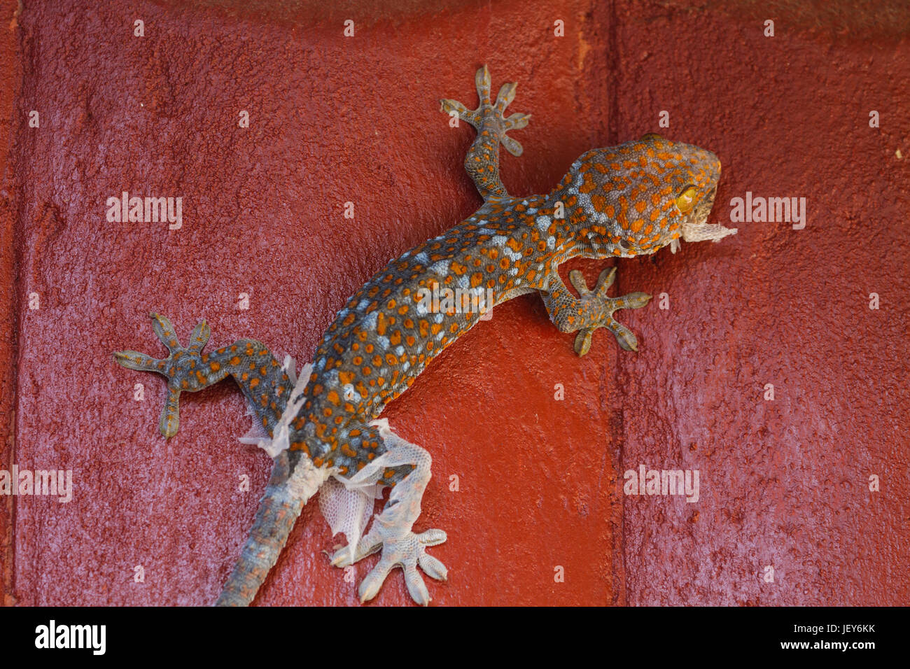 gecko molting off the old skin on wall Stock Photo - Alamy