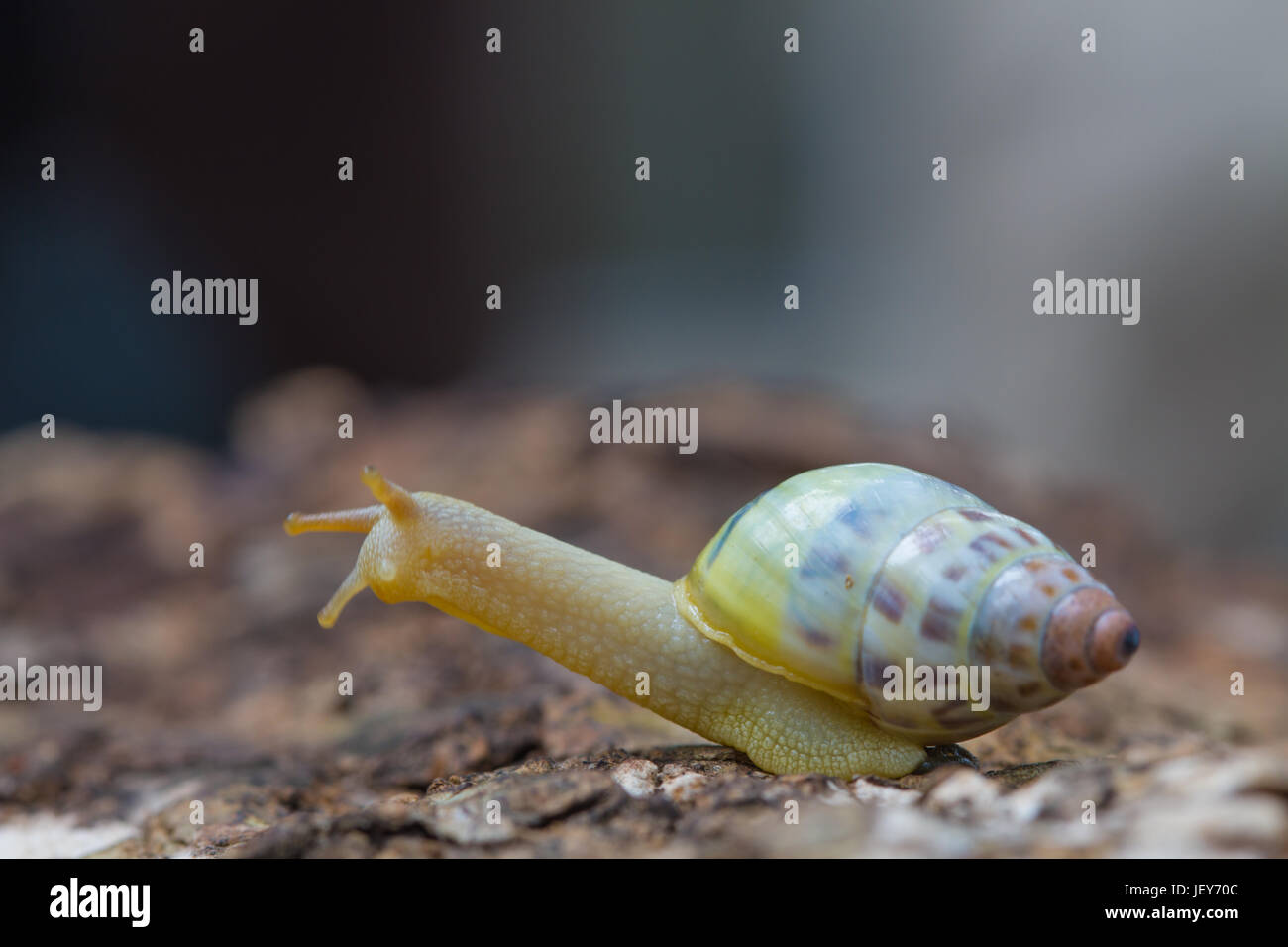 Tree snail on the trunk tree in forest Stock Photo - Alamy