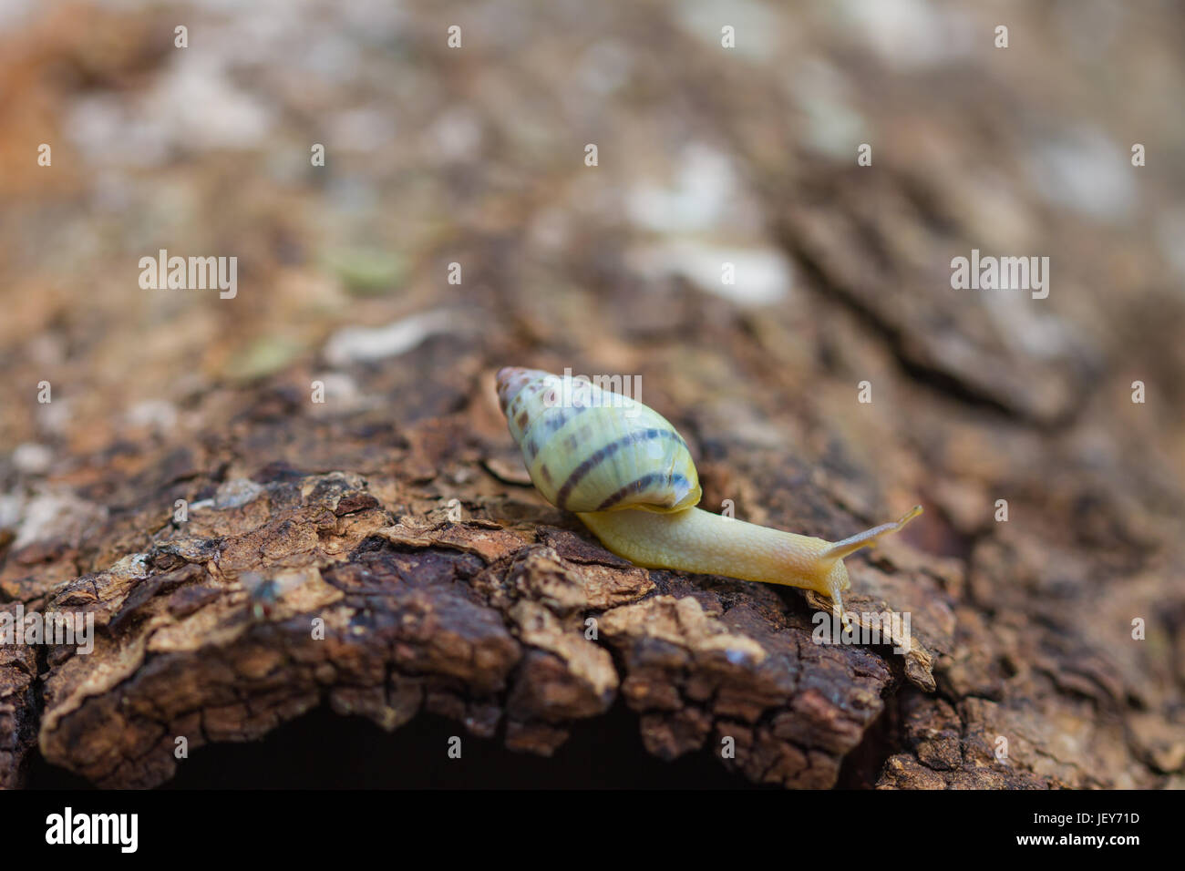 Tree snail on the trunk tree in forest Stock Photo - Alamy