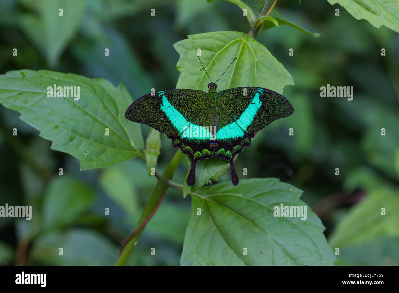 Emerald peacock butterfly hi-res stock photography and images - Alamy
