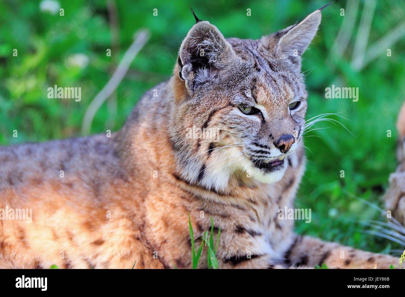 About twice as large as domestic cats, a bobcat (lynx rufus) at rest in ...