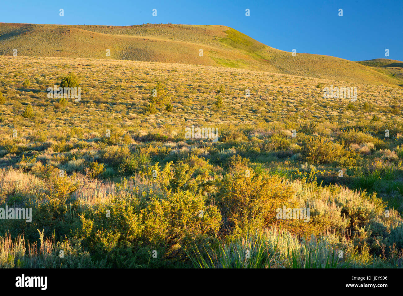 Sage grassland along Barnhardy Road, Hart Mountain National Antelope ...