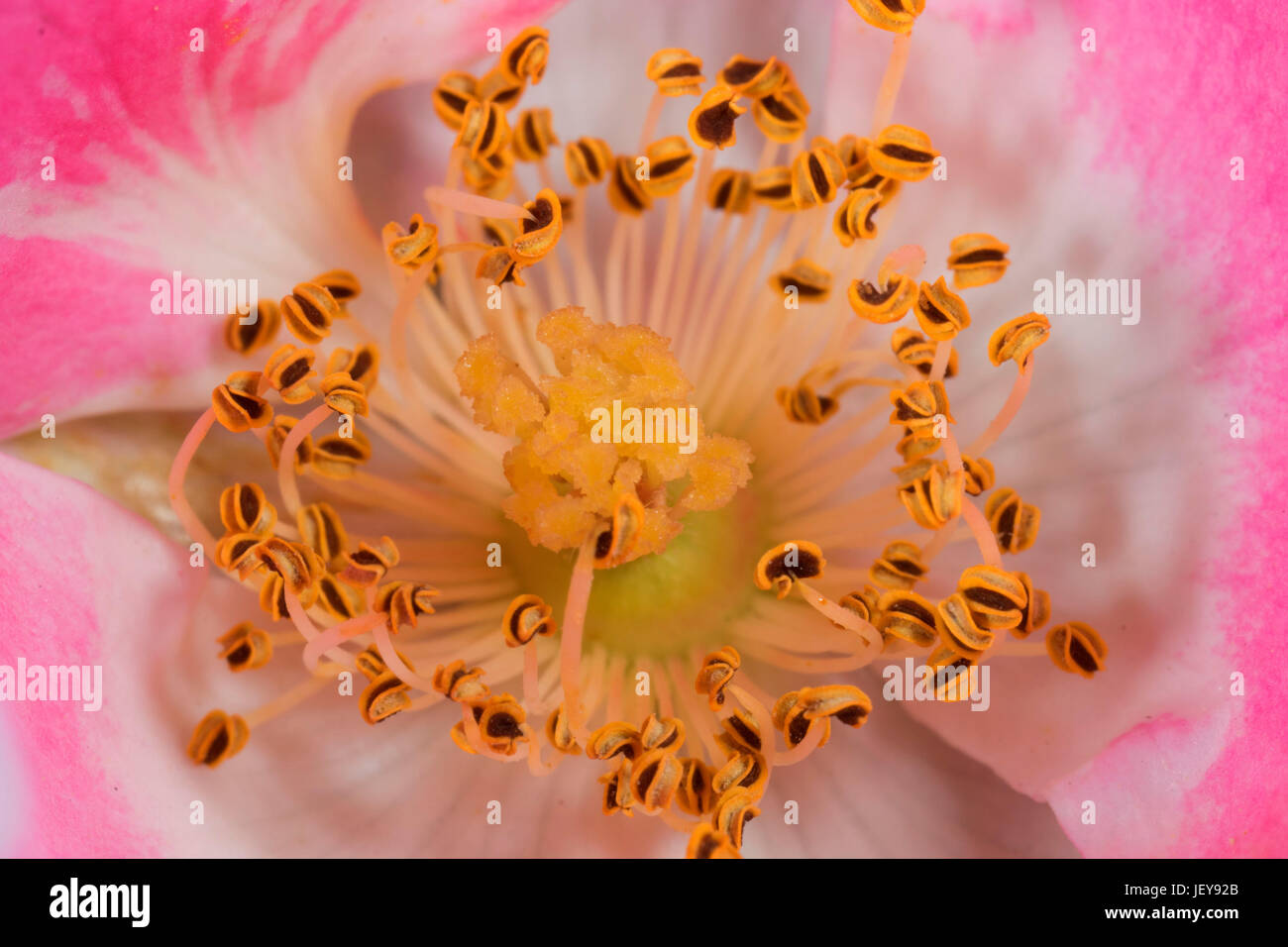 Rose, Heirloom Roses, St Paul, Oregon Stock Photo - Alamy