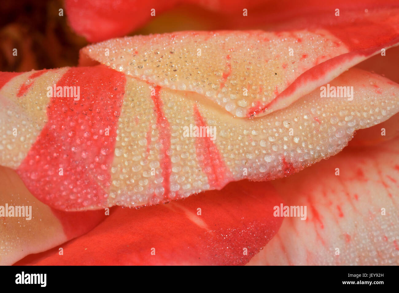 Rose nursery hi-res stock photography and images - Alamy