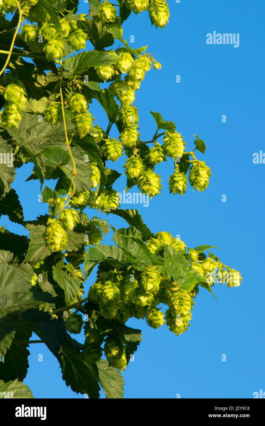 Willamette hops hi-res stock photography and images - Alamy
