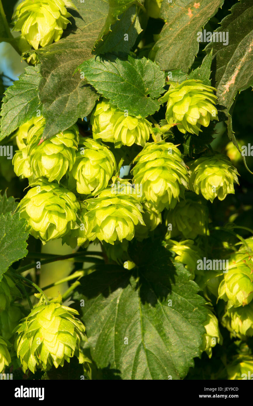 Hops strobiles hi-res stock photography and images - Alamy