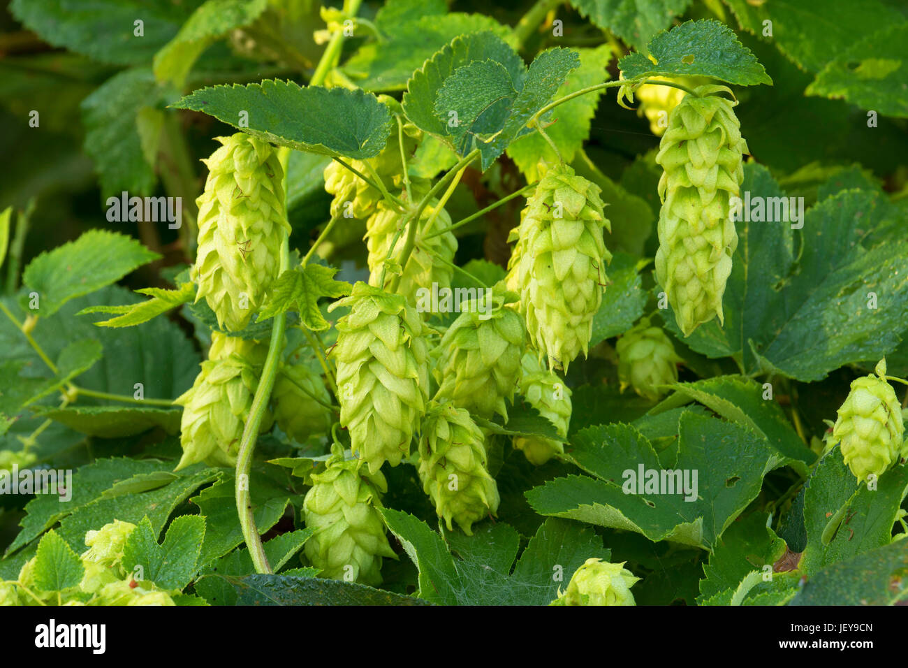 Hops, Willamette Mission State Park, Oregon Stock Photo - Alamy