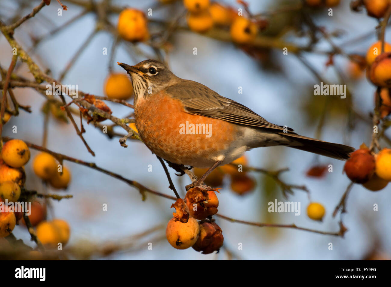 Robin, Ankeny National Wildlife Refuge, Oregon Stock Photo - Alamy