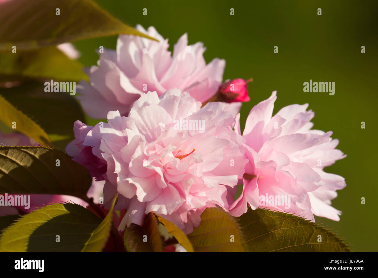 Decorative cherry tree hi-res stock photography and images - Alamy