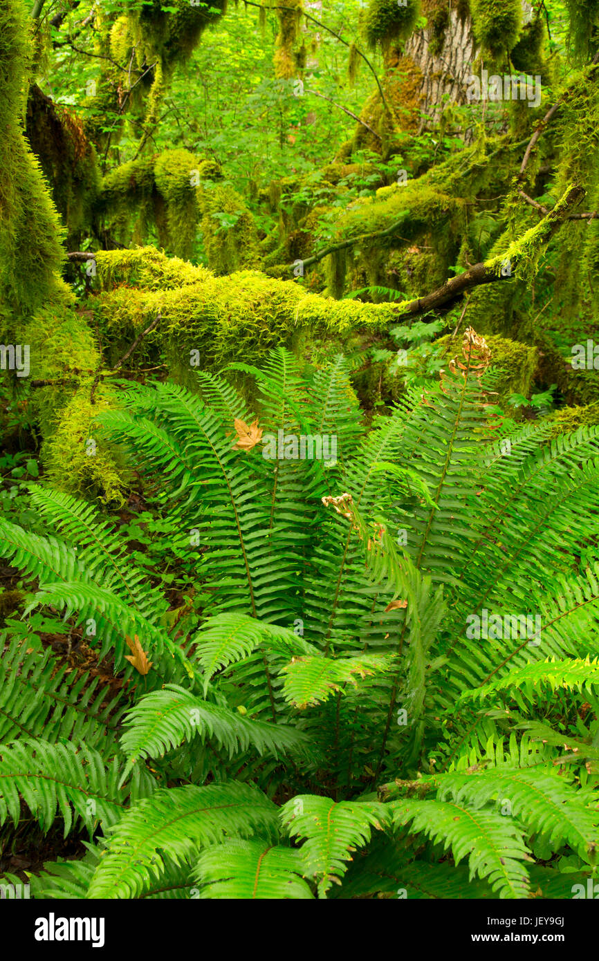 Western sword fern (Polystichum munitum), North Santiam State Park ...