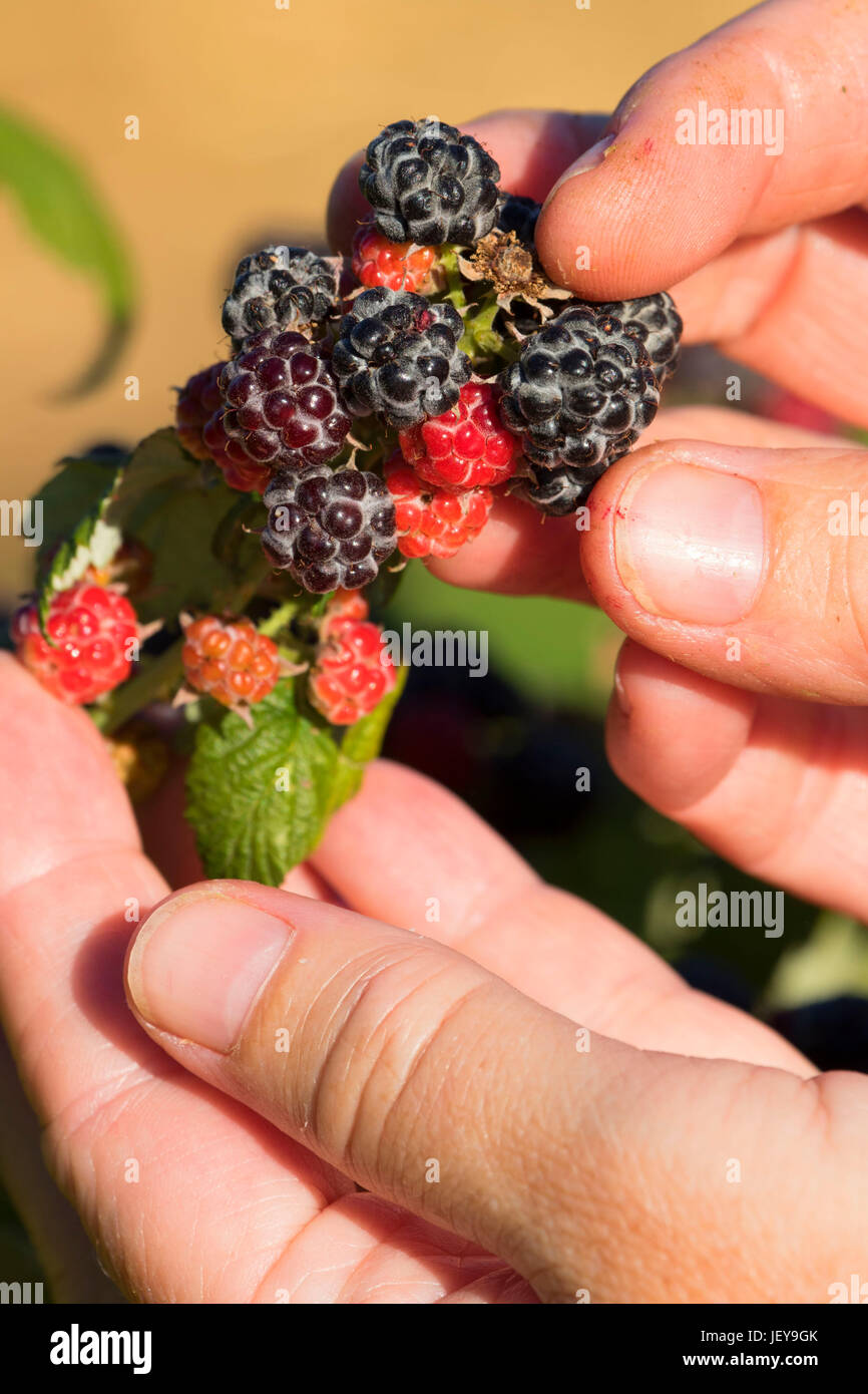 Blackcap raspberries, Marion County, Oregon Stock Photo - Alamy