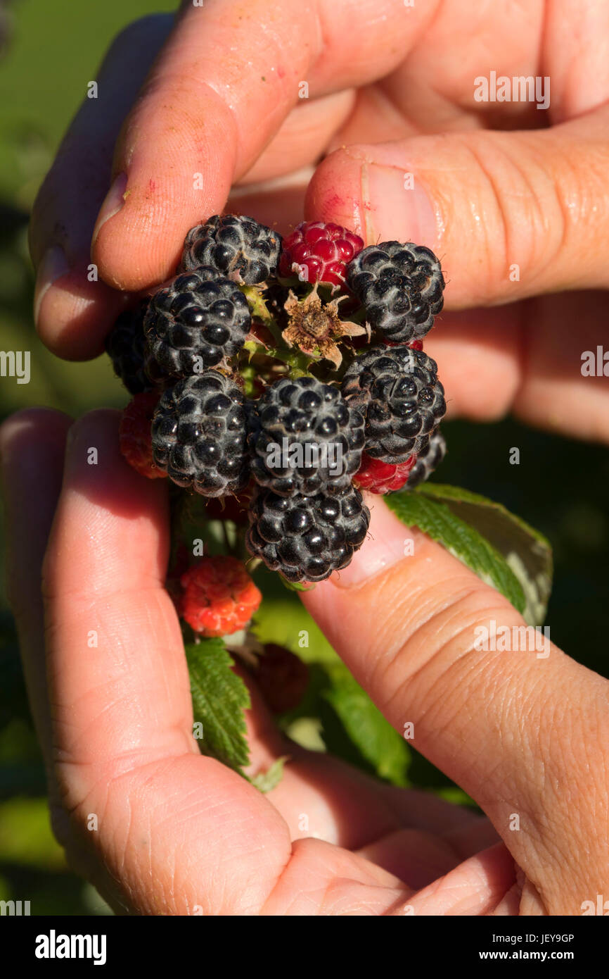 Blackcap raspberries, Marion County, Oregon Stock Photo - Alamy