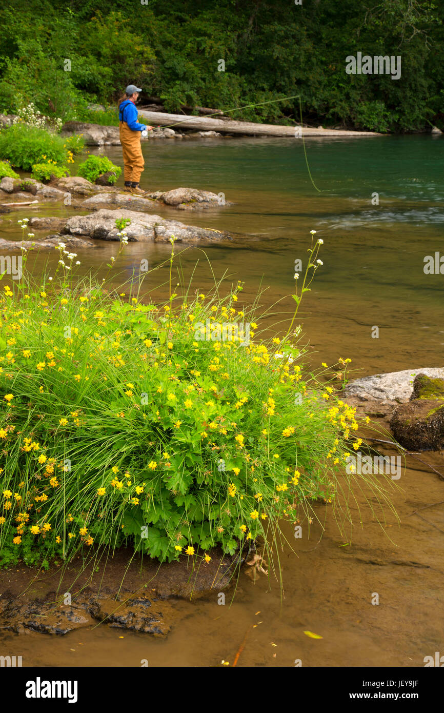Flyfishing on the North Santiam River, Minto County Park, Marion County ...