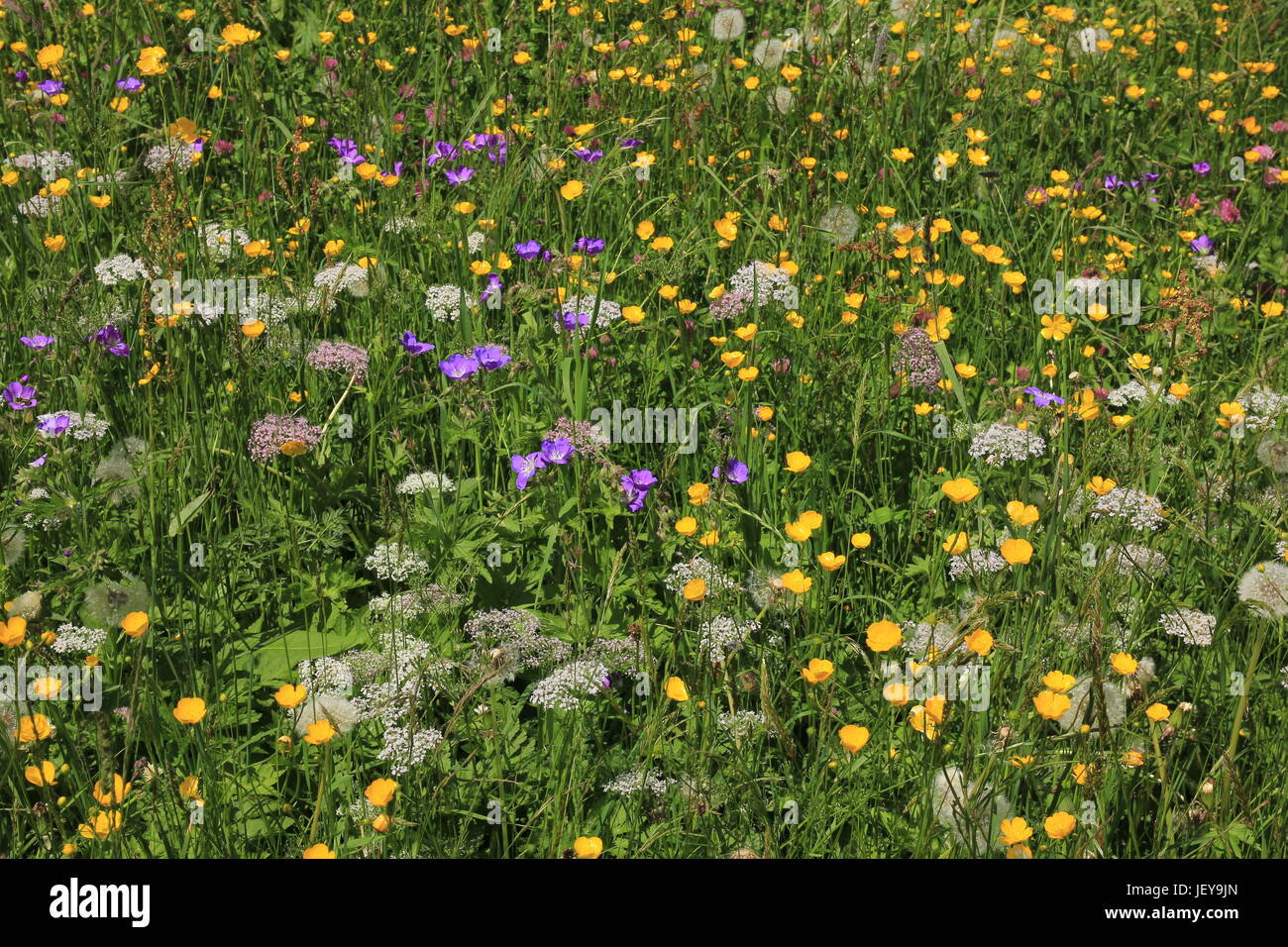 Meadow with wildflowers Stock Photo - Alamy