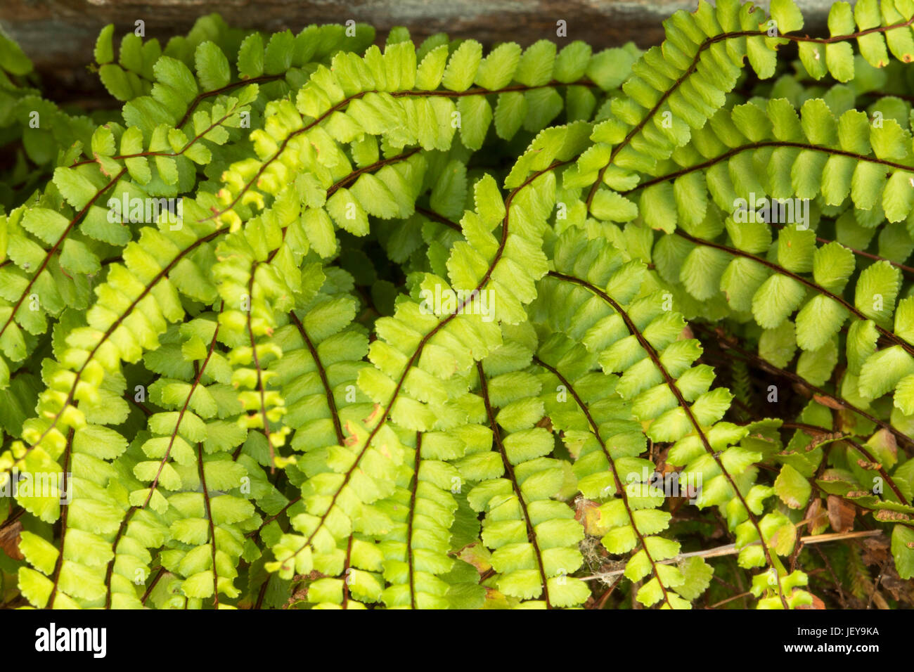 Maidenhair ferns hi-res stock photography and images - Alamy