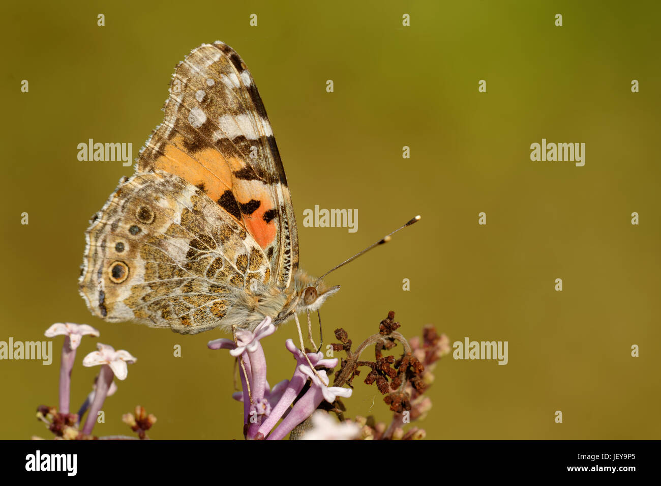 Lady painted hi-res stock photography and images - Alamy