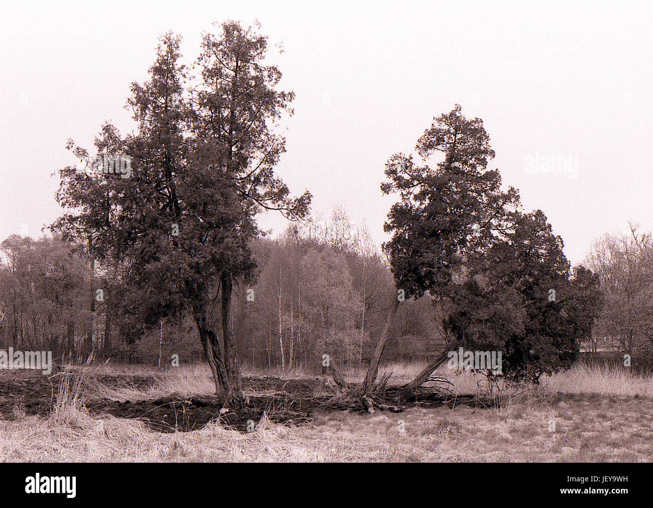 The old deciduous trees in the clearing of medium dried grass ...