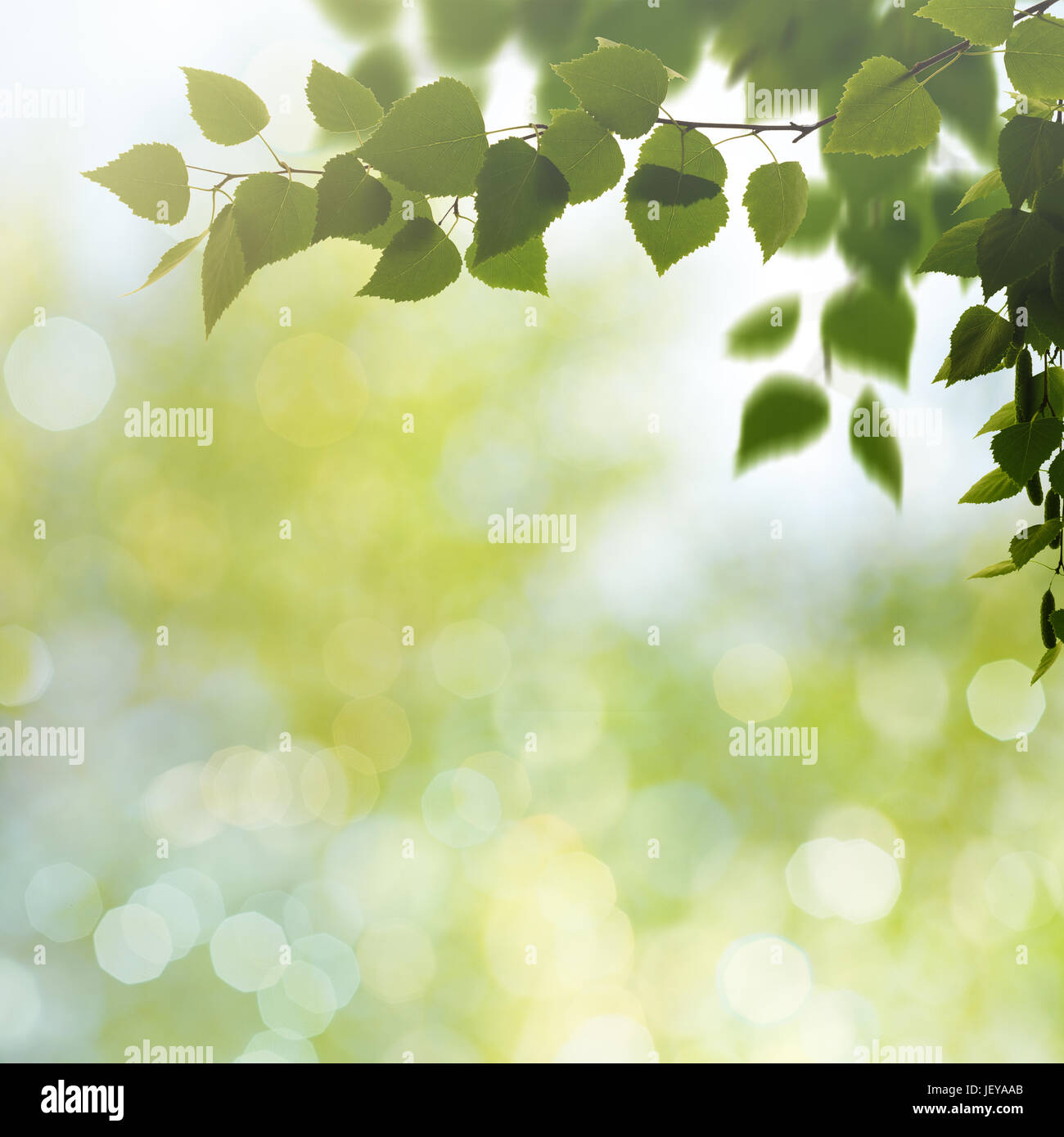 Beauty spring and summer backgrounds with birch tree and blurred ...