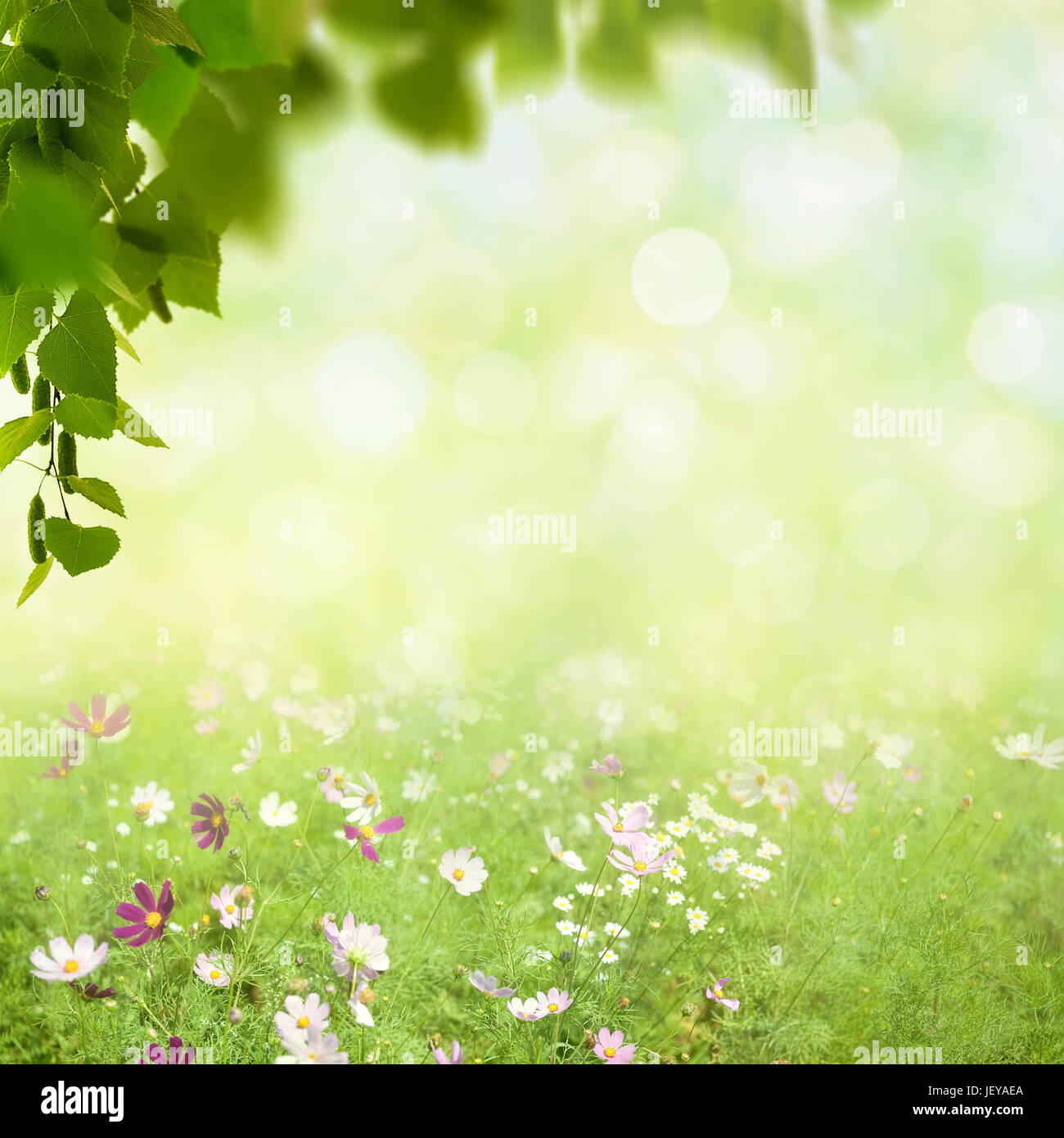 Beauty spring and summer landscape with fresh daisy flowers Stock Photo ...