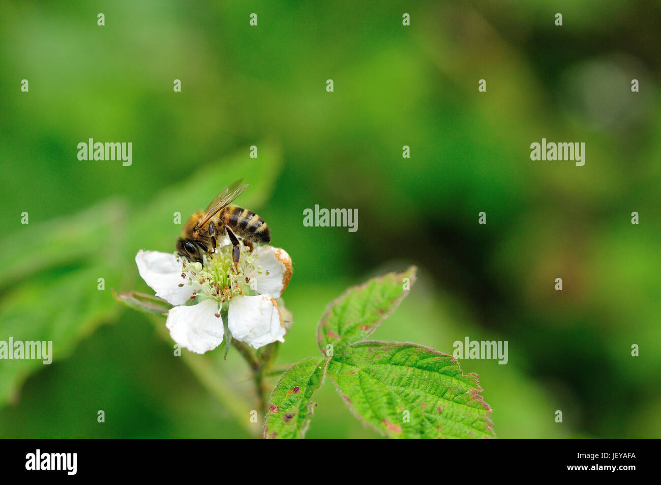 Bee on Bramble Stock Photo - Alamy