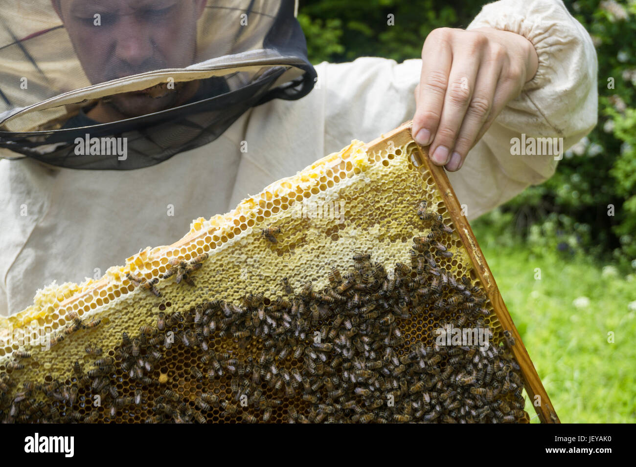 Beekeeper working with bees in beehive, showing the frame with ...