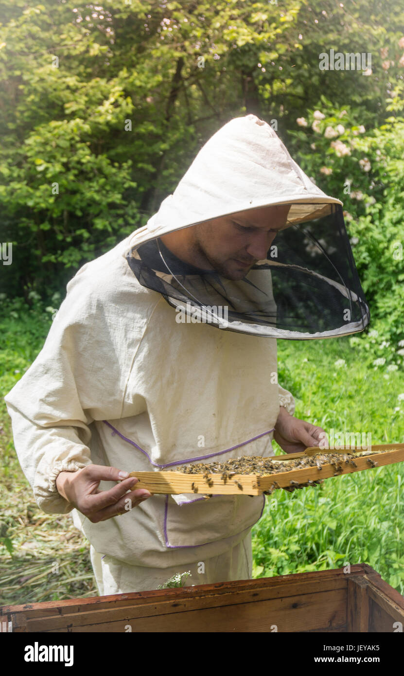 Beekeeper working with bees in beehive, showing the frame with ...