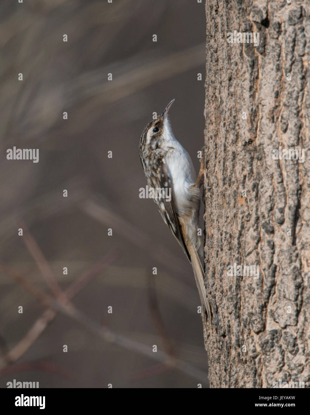 Brown creeper bird hi-res stock photography and images - Alamy