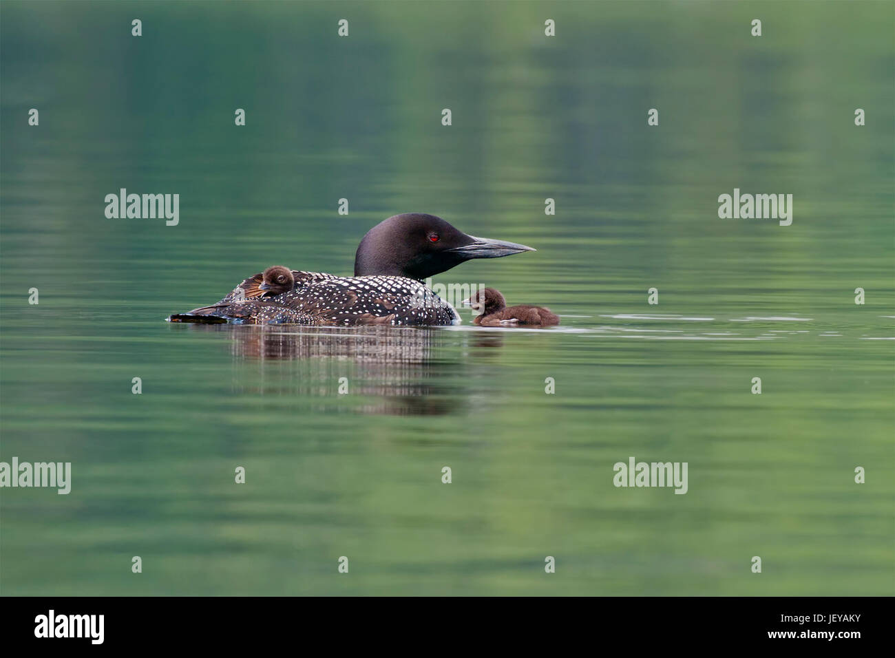Two common loons hi-res stock photography and images - Alamy