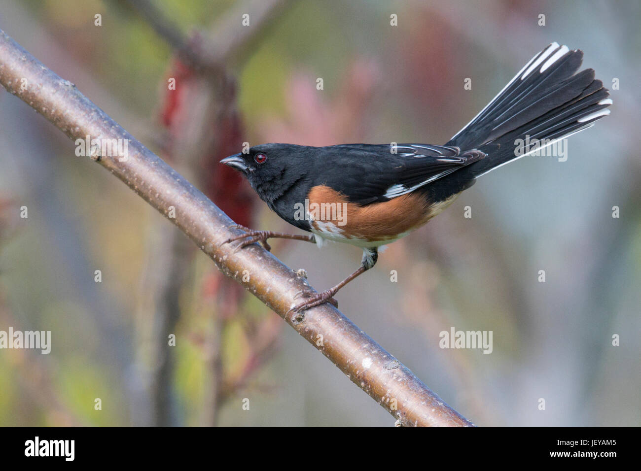 Eastern Towhee shows off tailfeathers Stock Photo - Alamy