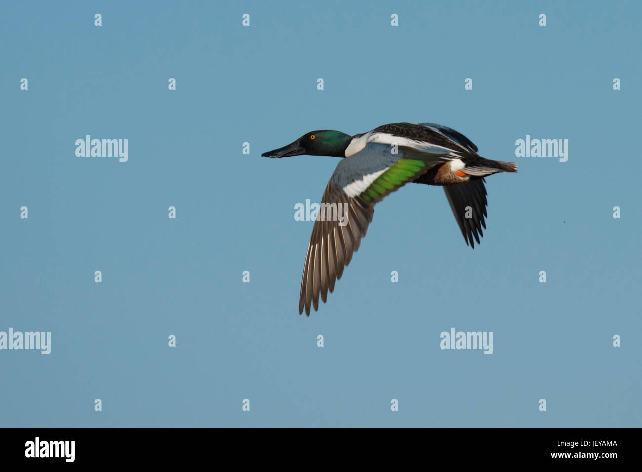 Northern Shoveler male in flight Stock Photo - Alamy