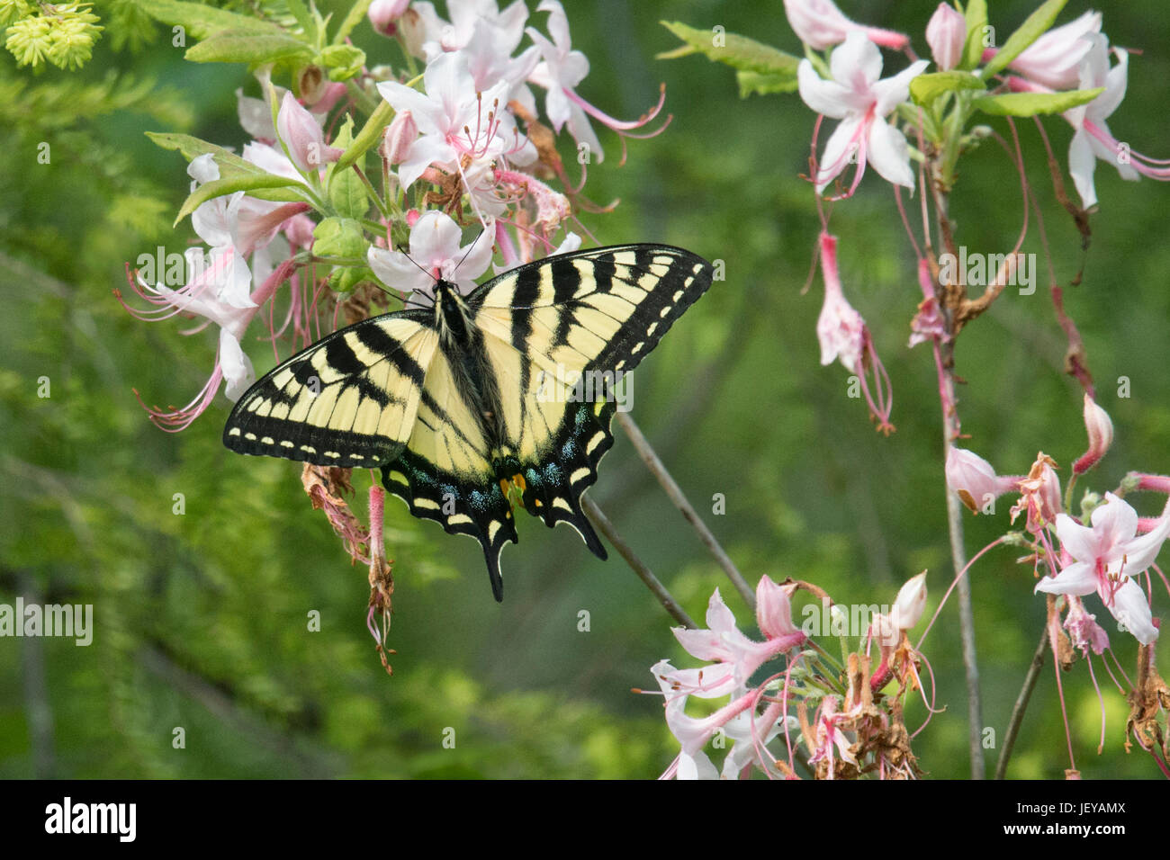 Anise swallowtail butterfly drinking necter from pink wildflowers Stock ...