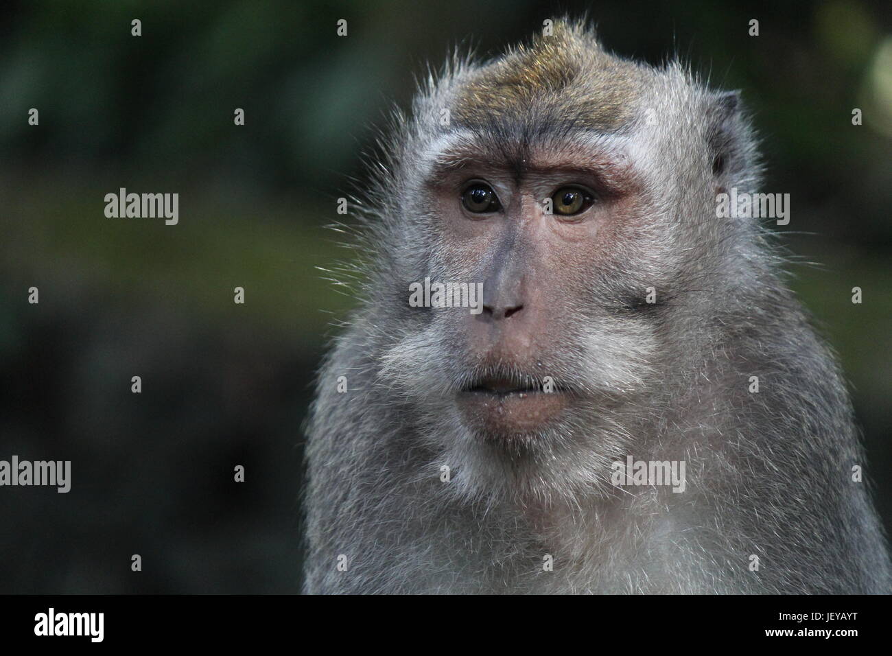 Macaque at the Sacred Monkey Forest Stock Photo - Alamy