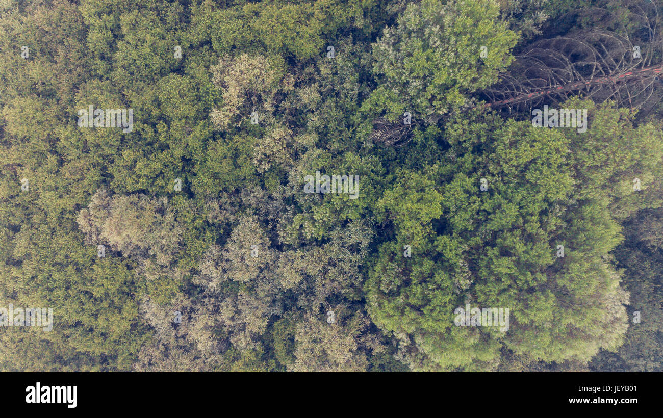Aerial view of a forest Stock Photo - Alamy
