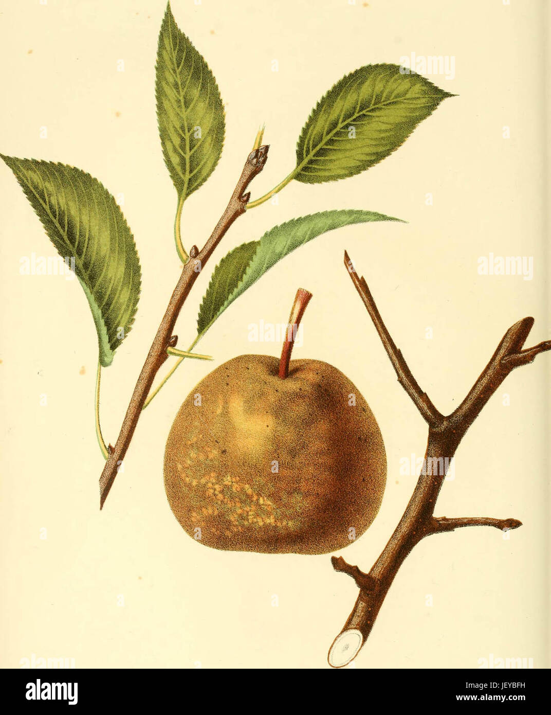 Fruits ancient varieties hi-res stock photography and images - Alamy