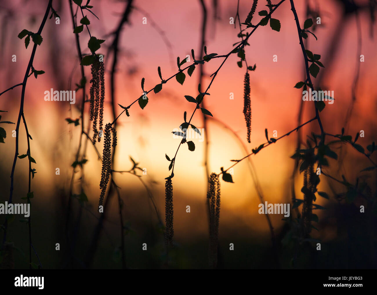 Tree leaves abstract sunset background Stock Photo - Alamy