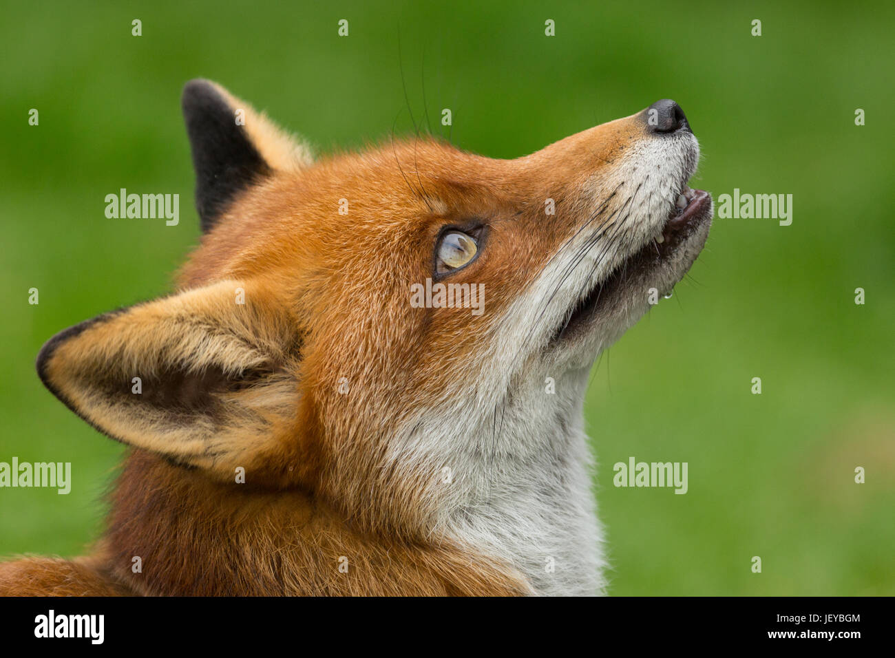 Sly head hi-res stock photography and images - Alamy