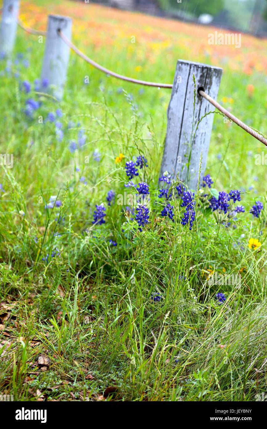 Texas wildflowers hi-res stock photography and images - Alamy