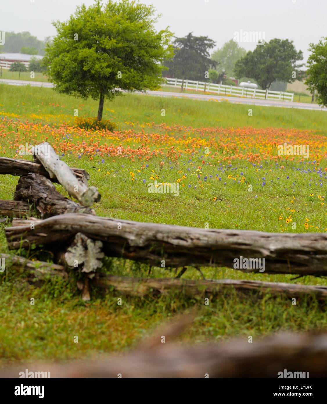 Texas wildflowers behind a Split Rail Fence Stock Photo - Alamy