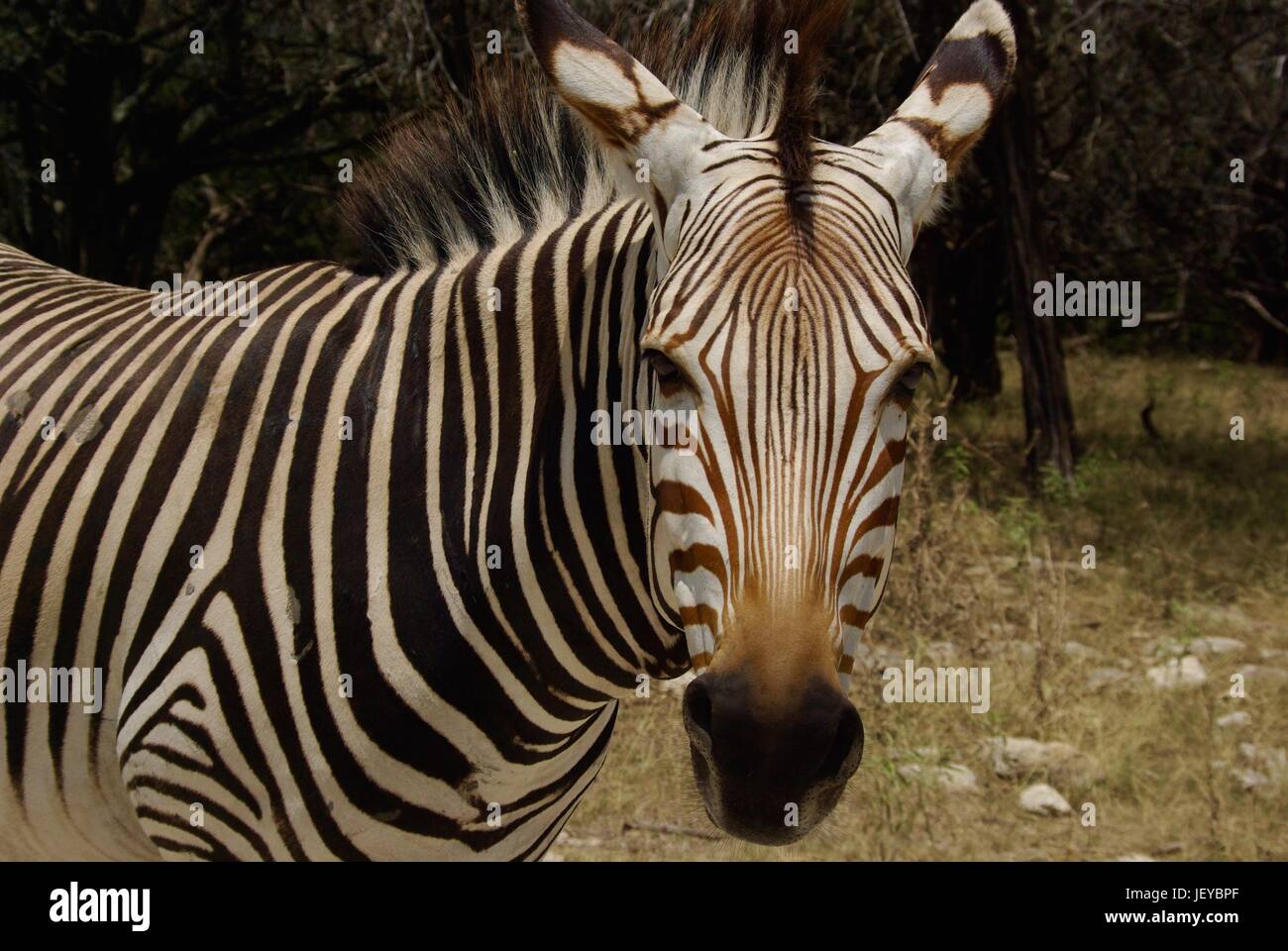 Megafauna hi-res stock photography and images - Alamy
