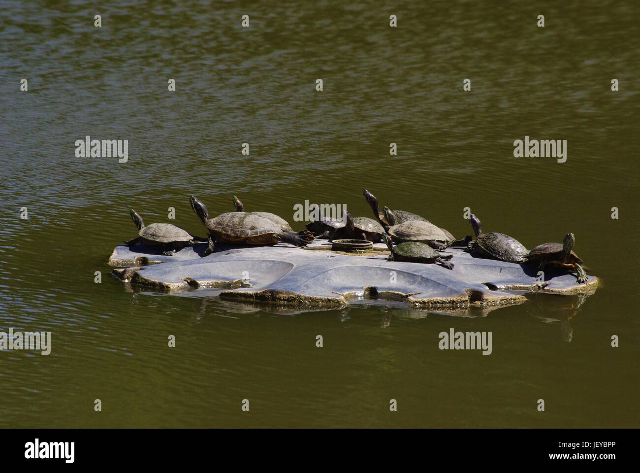 Turtles Resting on a Rock Stock Photo - Alamy