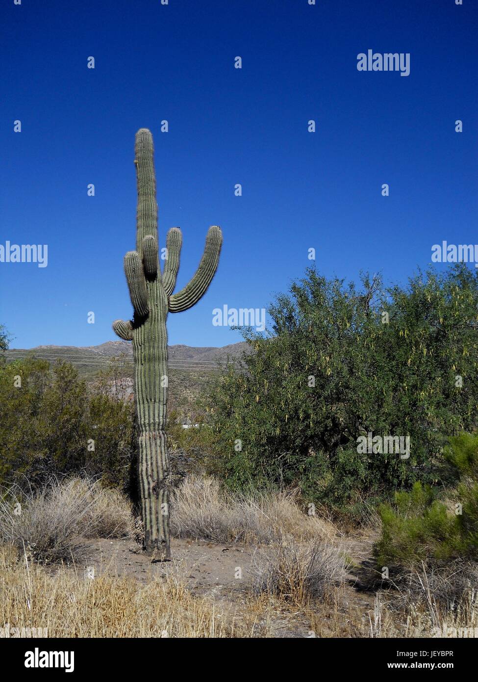 Tree Like Cactus High Resolution Stock Photography and Images - Alamy