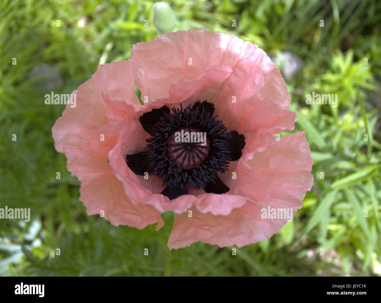 Looking Down Into A Pink Poppy Stock Photo - Alamy