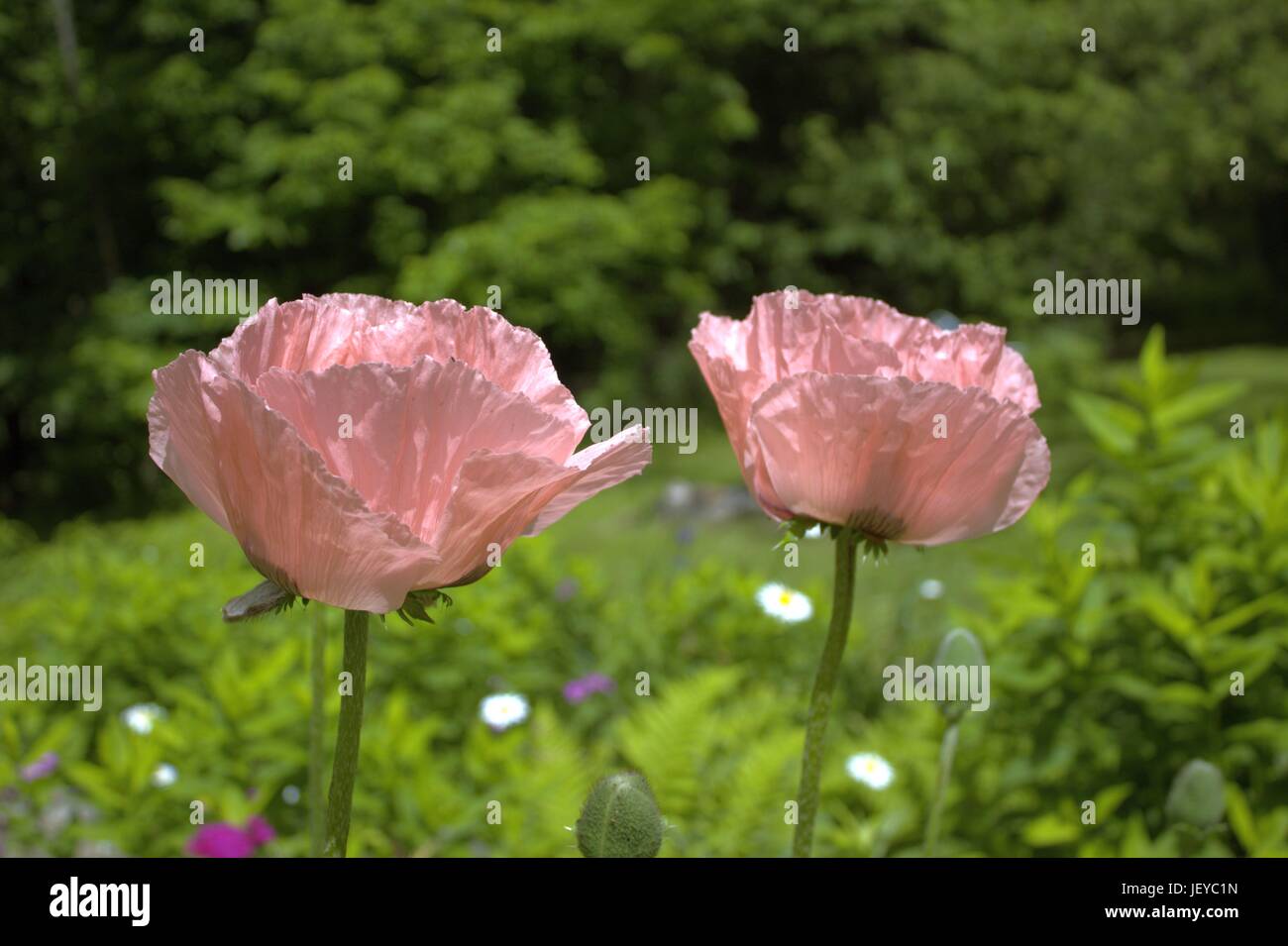 Pink Poppies Blooming In A Garden Stock Photo - Alamy